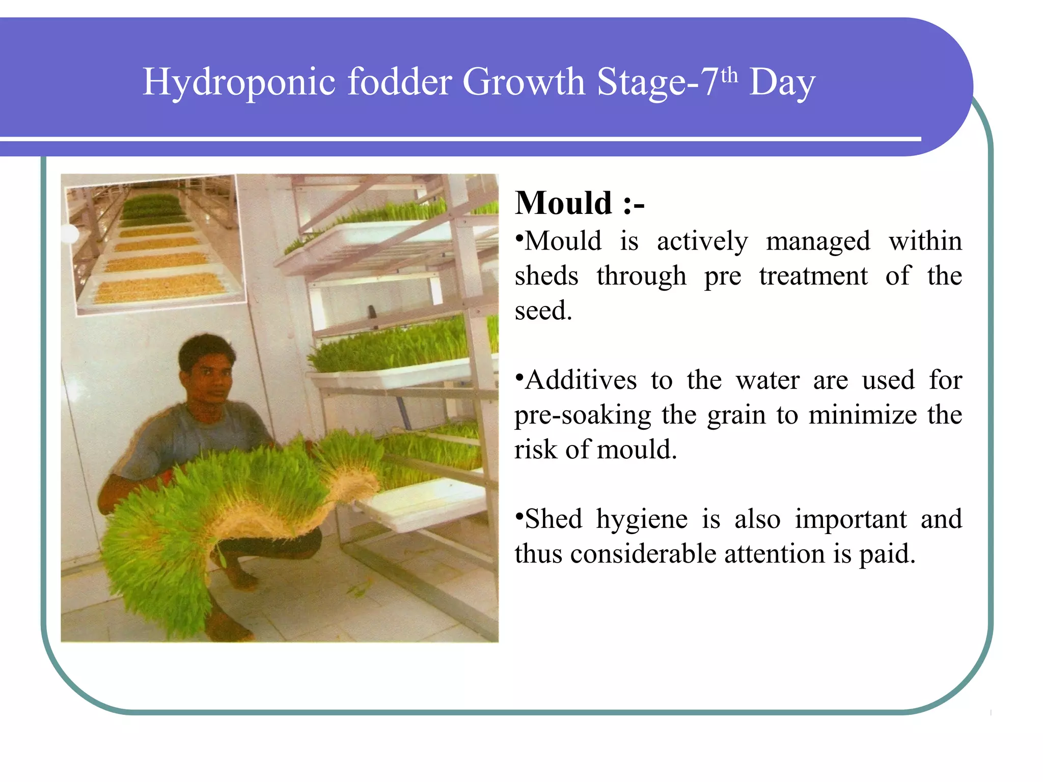 PPT-Hydroponic Green Fodder 1 - Copy | PPT