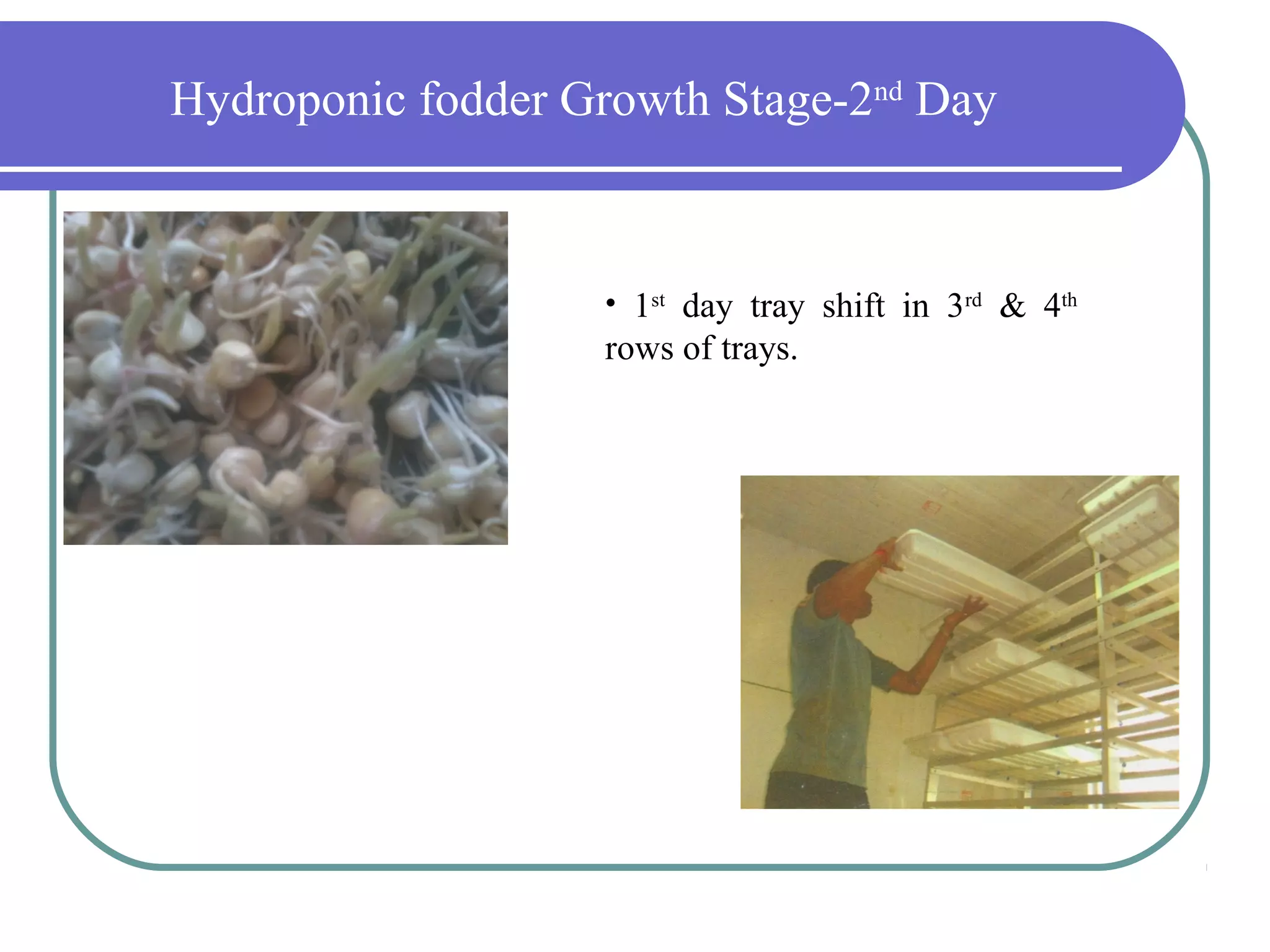 PPT-Hydroponic Green Fodder 1 - Copy | PPT