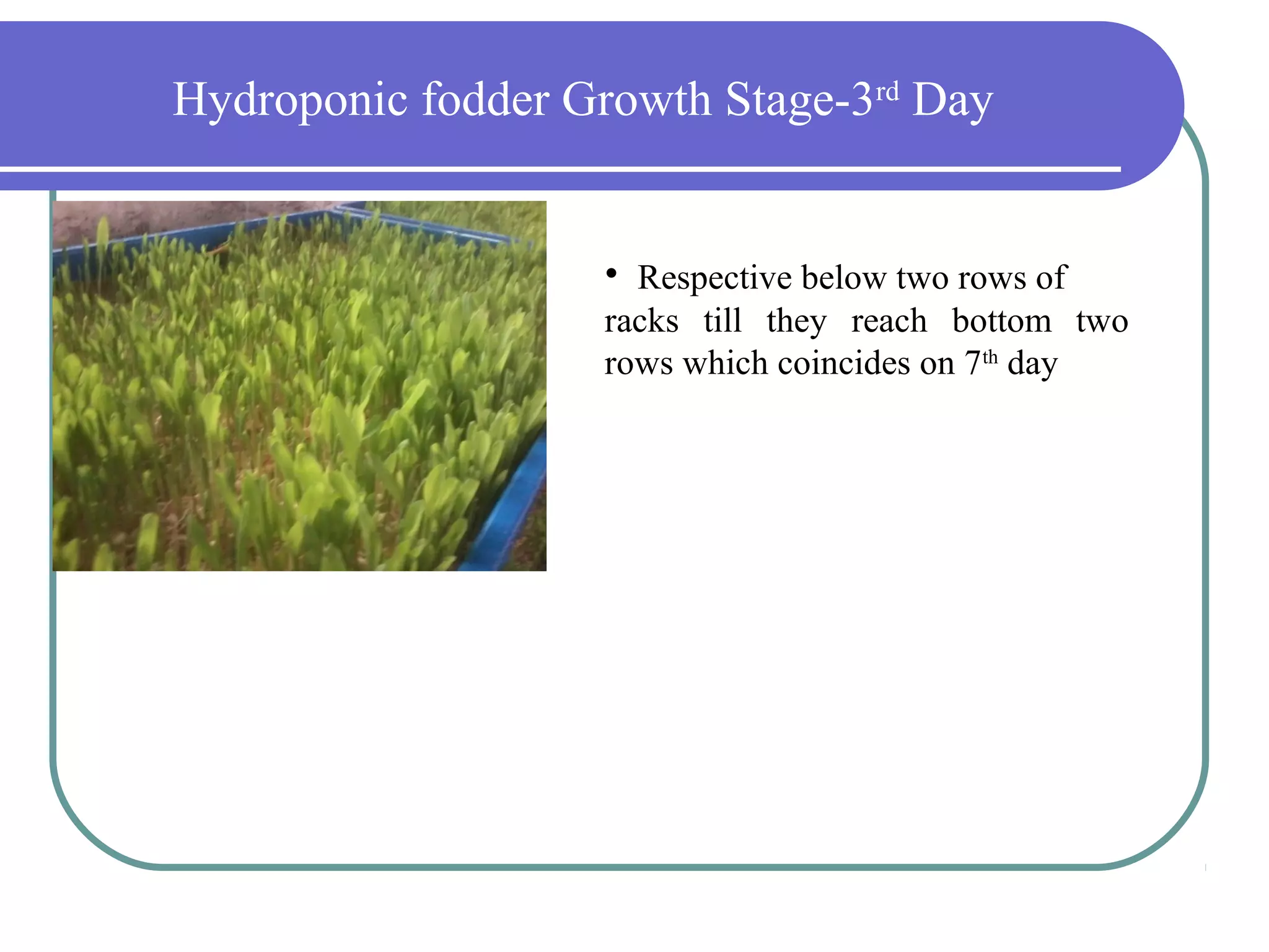 PPT-Hydroponic Green Fodder 1 - Copy | PPT