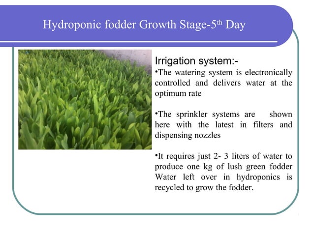 PPT-Hydroponic Green Fodder 1 - Copy | PPT