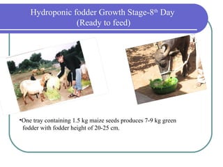 PPT-Hydroponic Green Fodder 1 - Copy | PPT