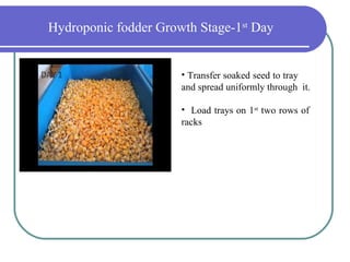 PPT-Hydroponic Green Fodder 1 - Copy | PPT