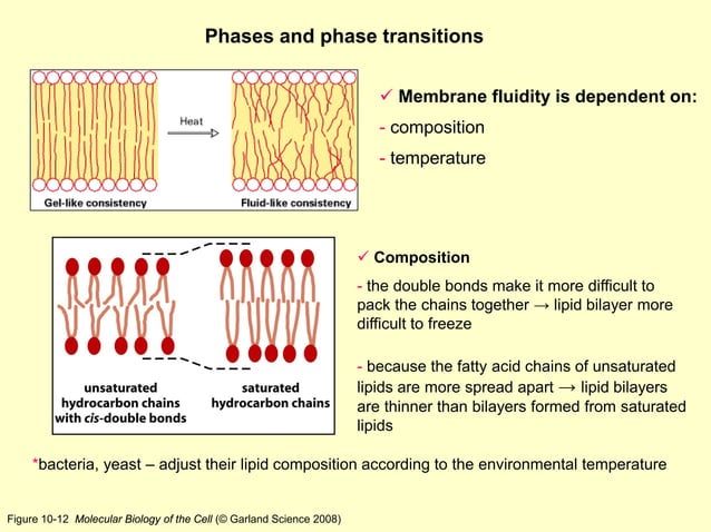 5_Biomembranes.pdf