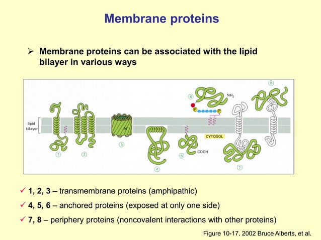 5_Biomembranes.pdf