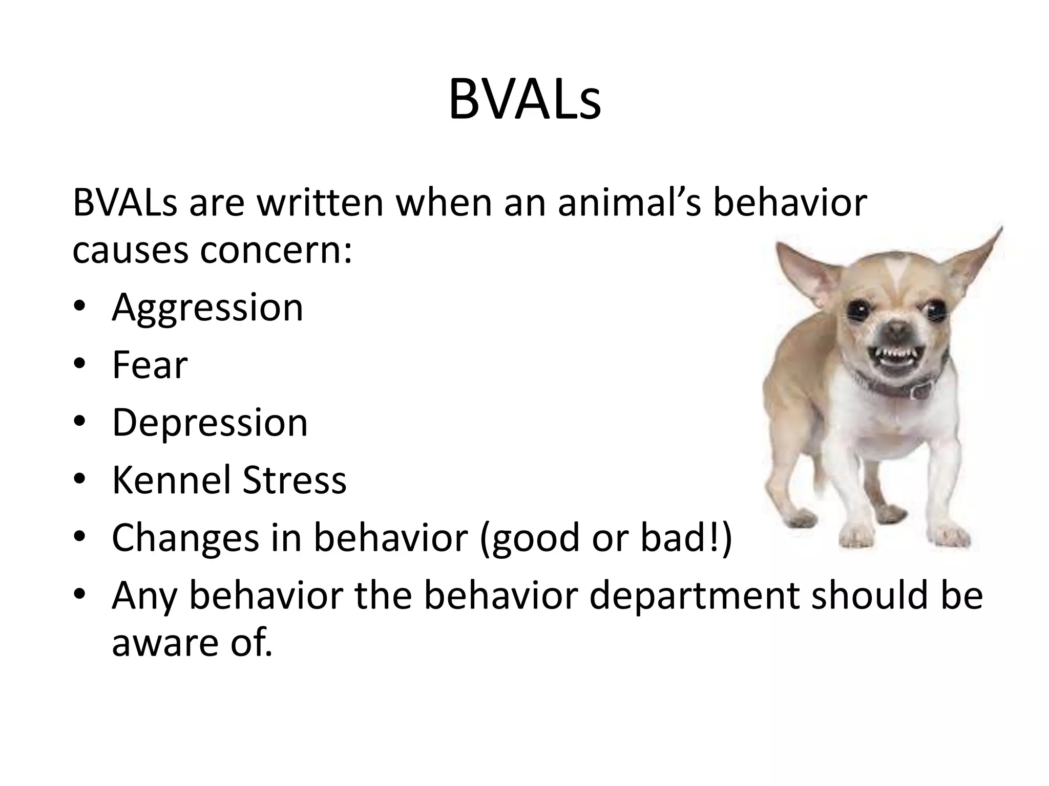Safe Animal Handling Part 1 | PPT