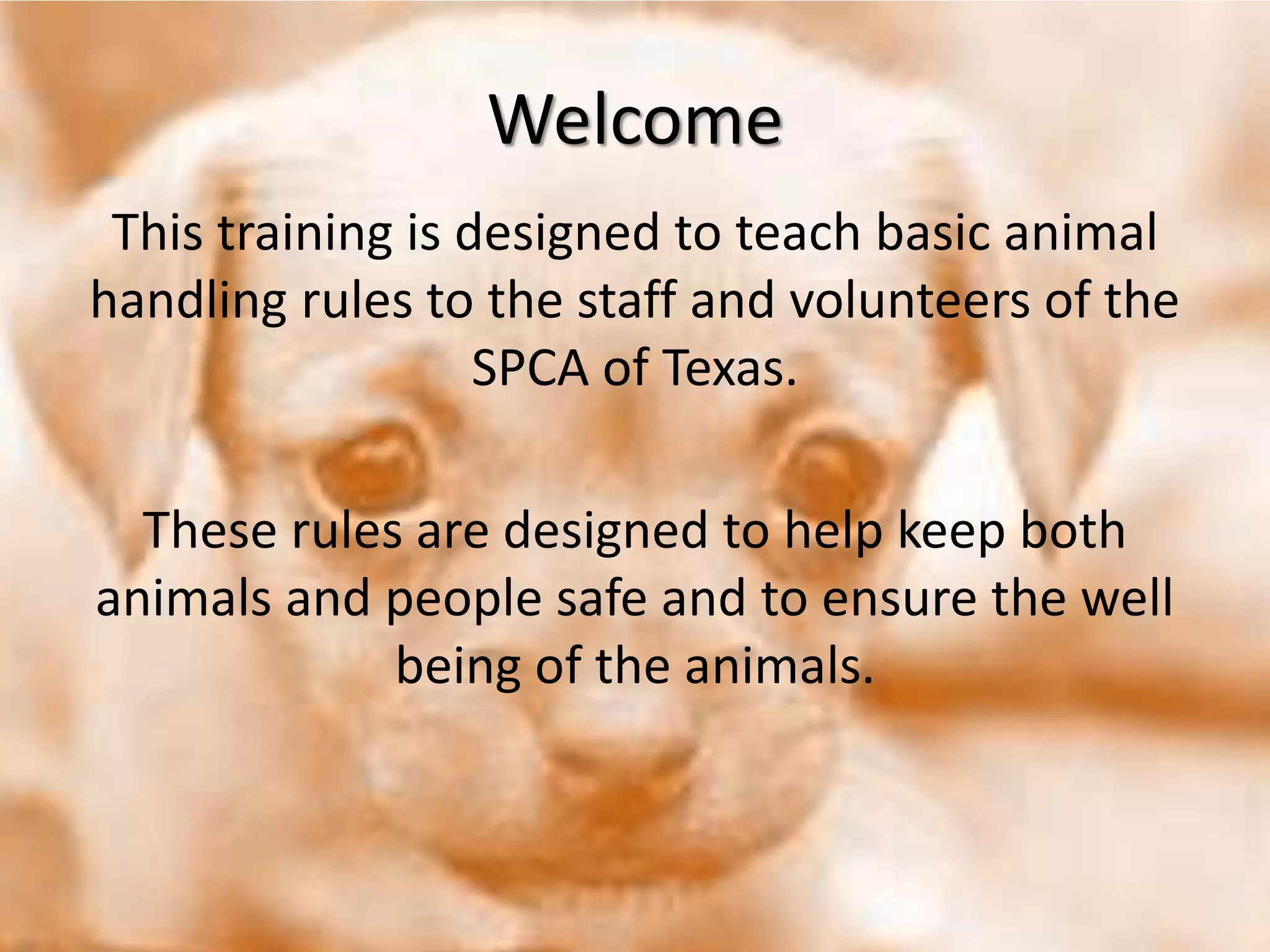 Safe Animal Handling Part 1 | PPTX