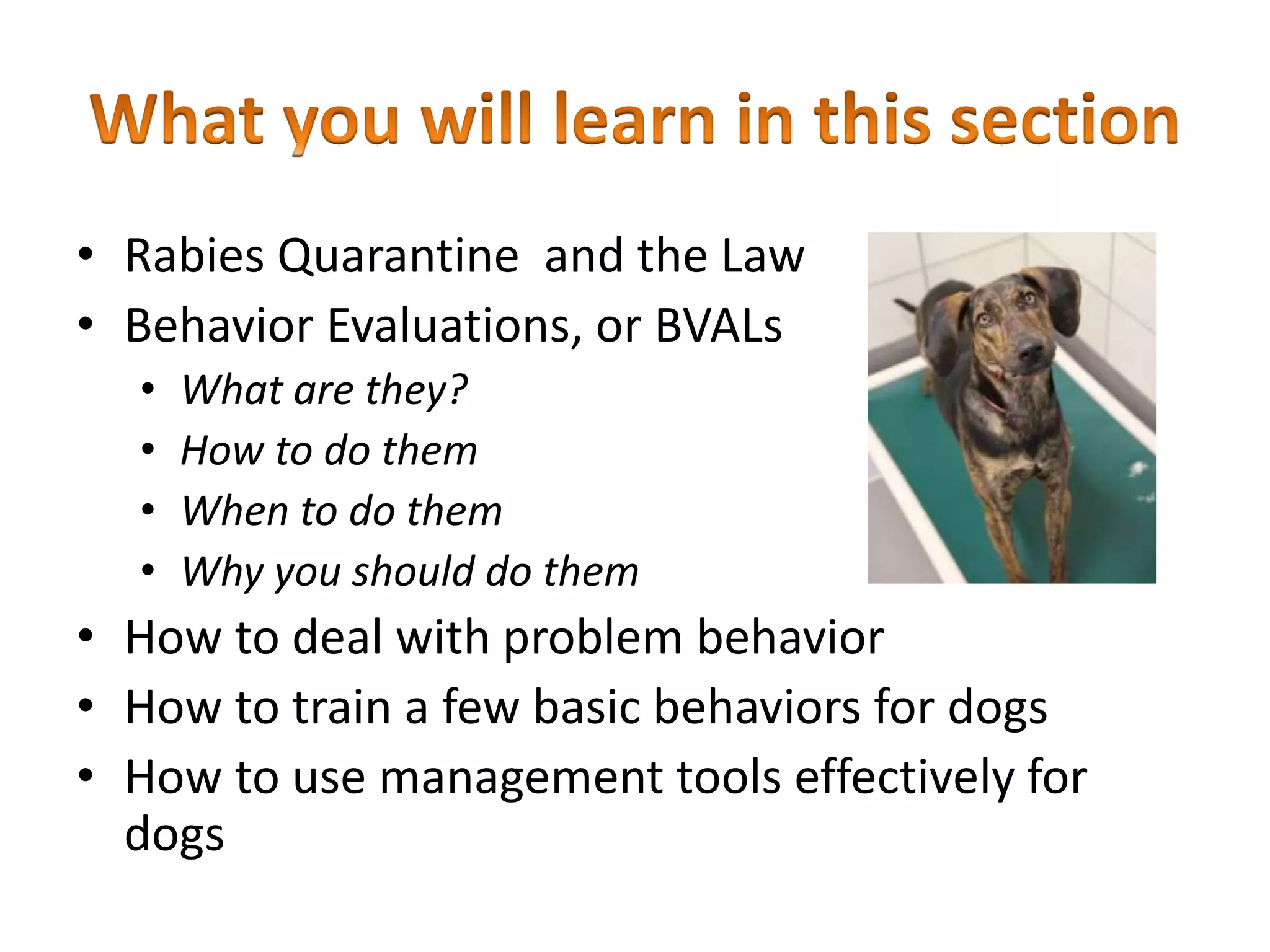 Safe Animal Handling Part 1 | PPTX