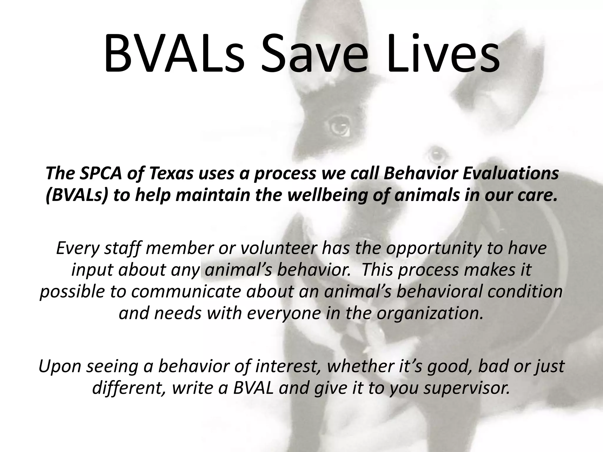 Safe Animal Handling Part 1 | PPTX