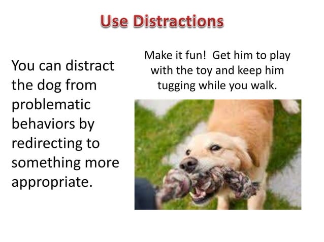 Safe Animal Handling Part 1 | PPT