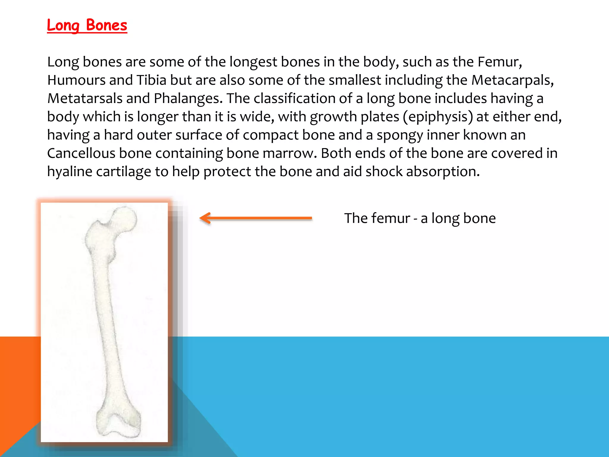 5 bone types | PPTX