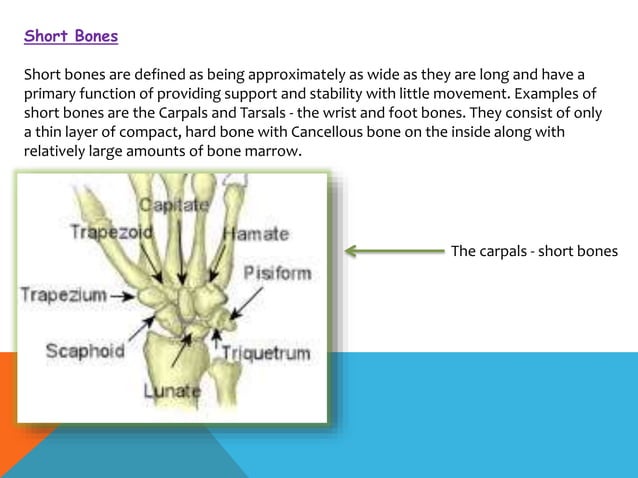 5 bone types | PPT