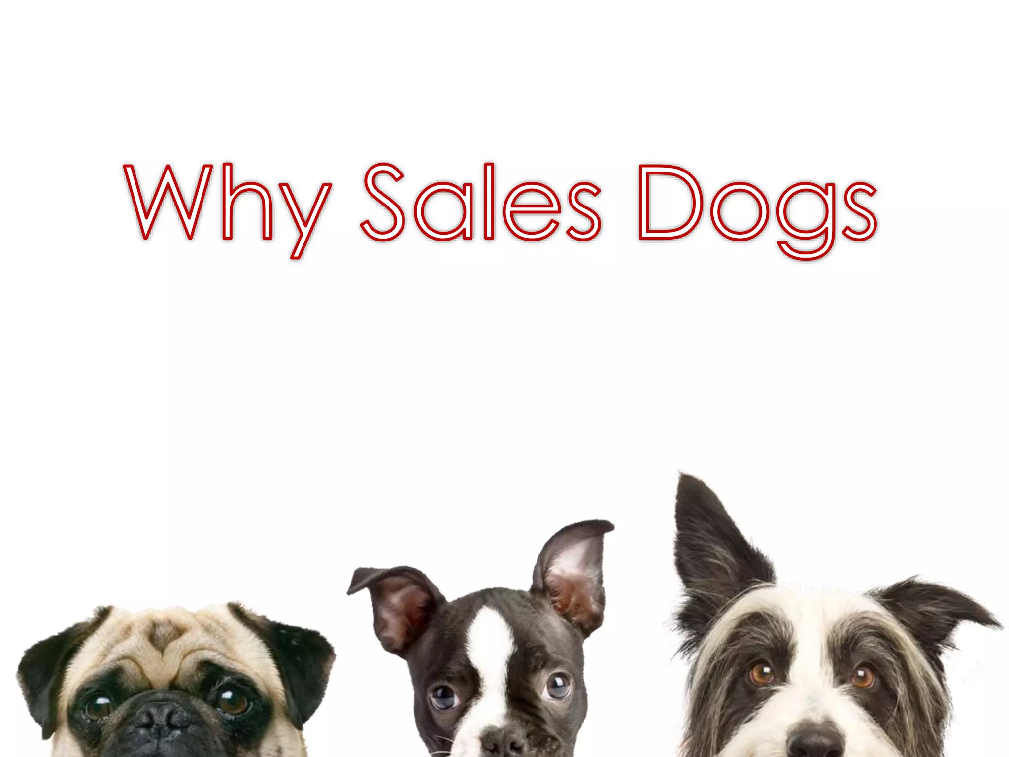 5 breeds of sales dogs | PPTX