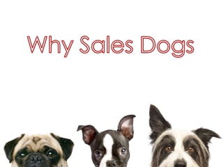 5 breeds of sales dogs | PPTX