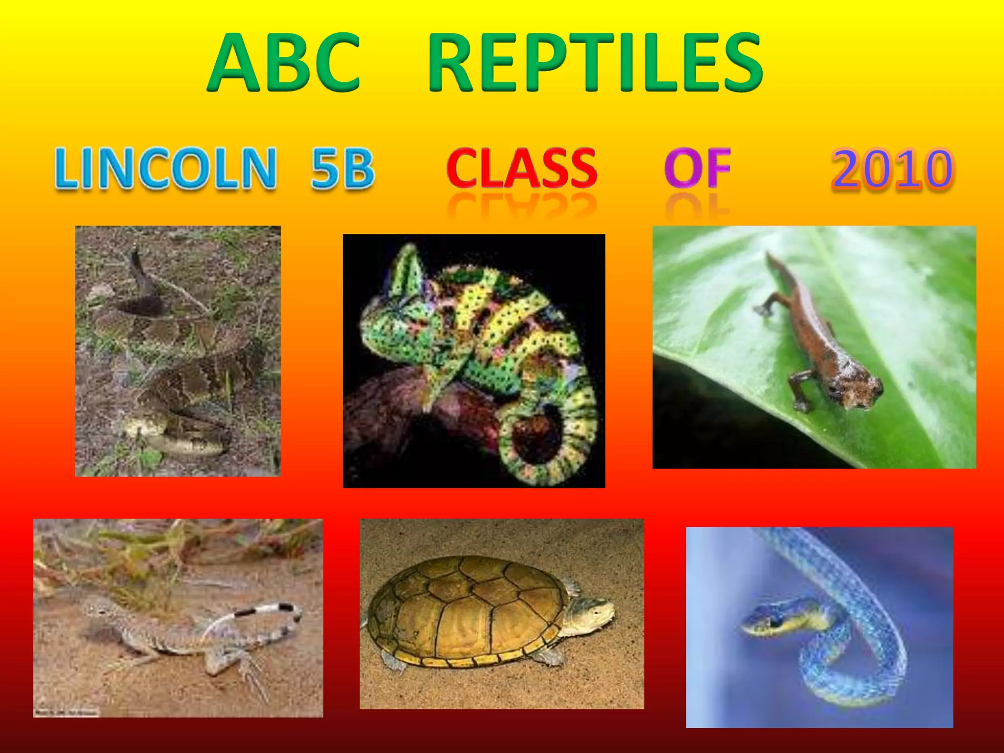 5 B Reptile Book | PPTX