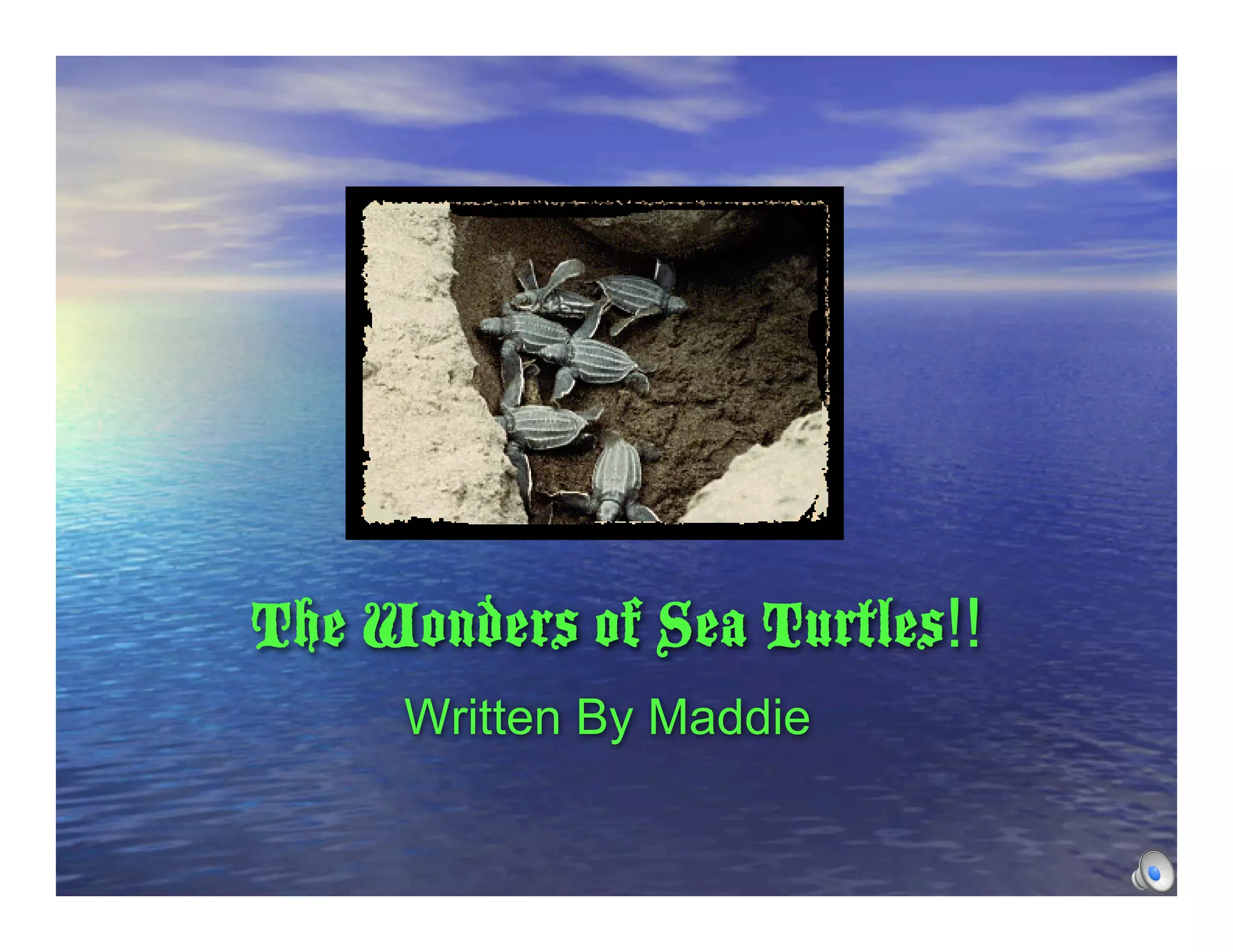 5 Bsea Turtles | PDF