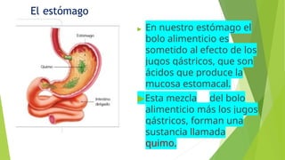 5° B Sistema digestivo partes y funciones | PPTX