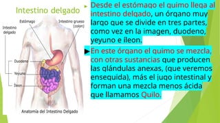 5° B Sistema digestivo partes y funciones | PPTX
