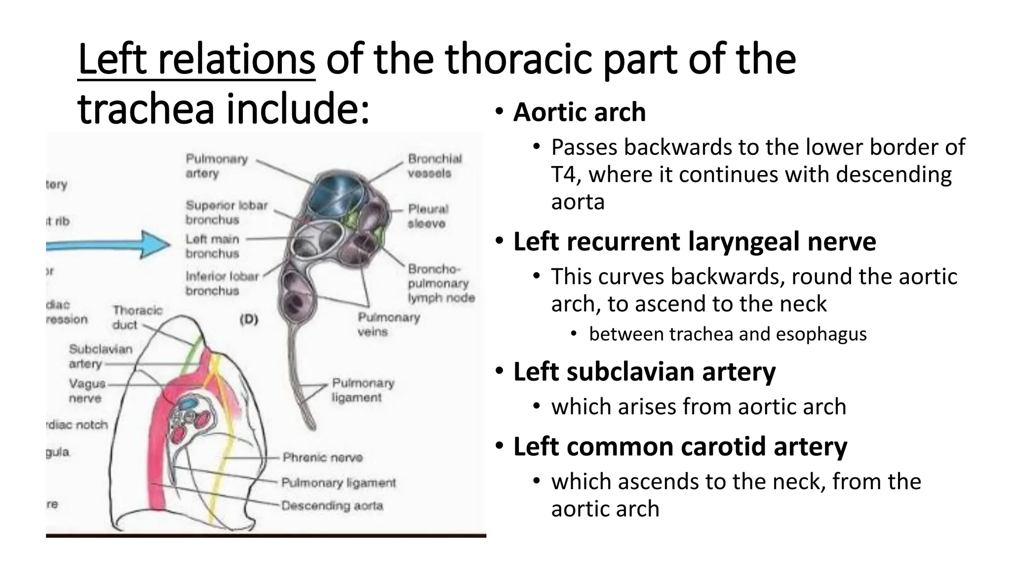respiraaaaatory5b_Trachea and Bronchi.pdf