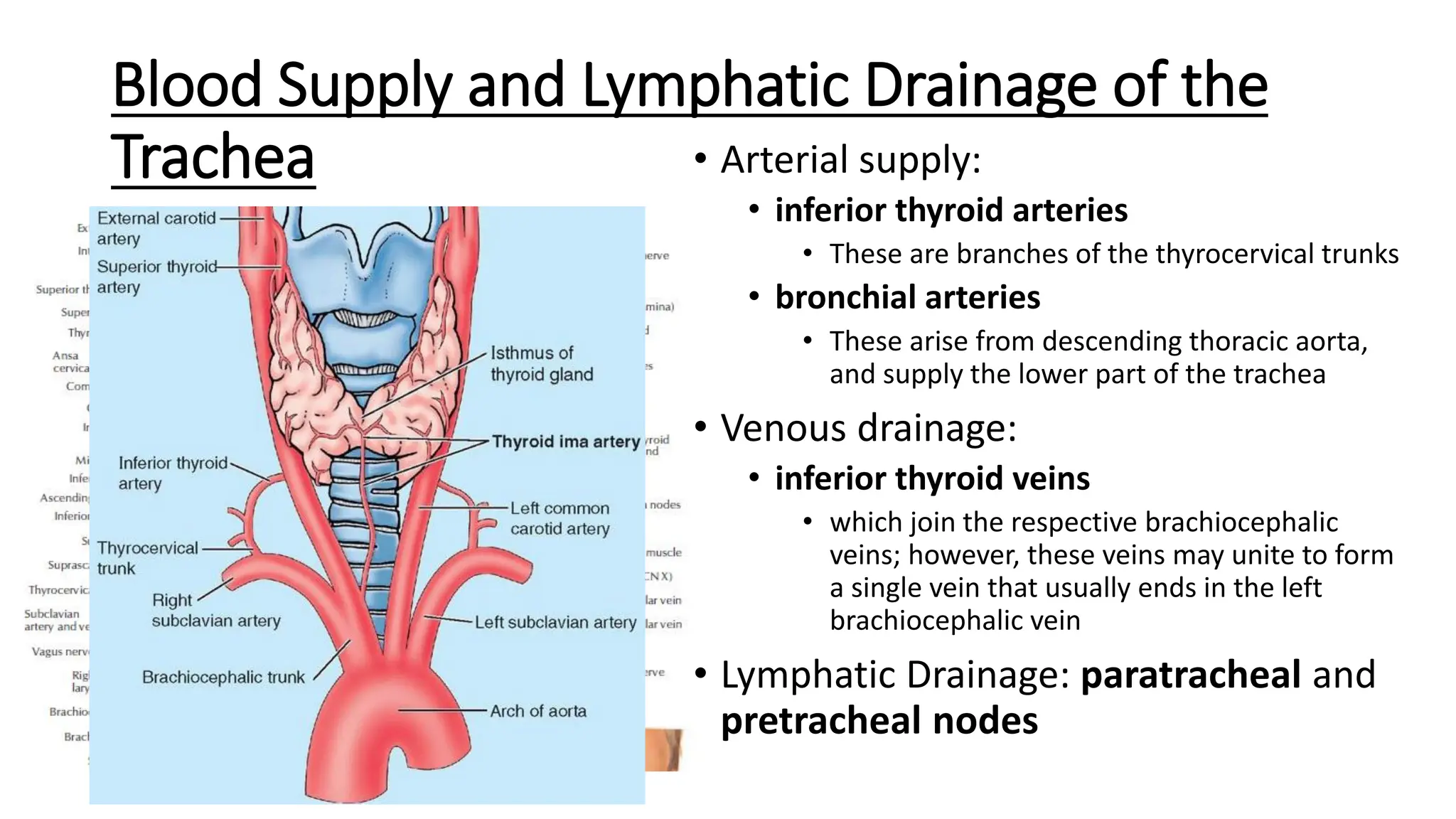 respiraaaaatory5b_Trachea and Bronchi.pdf
