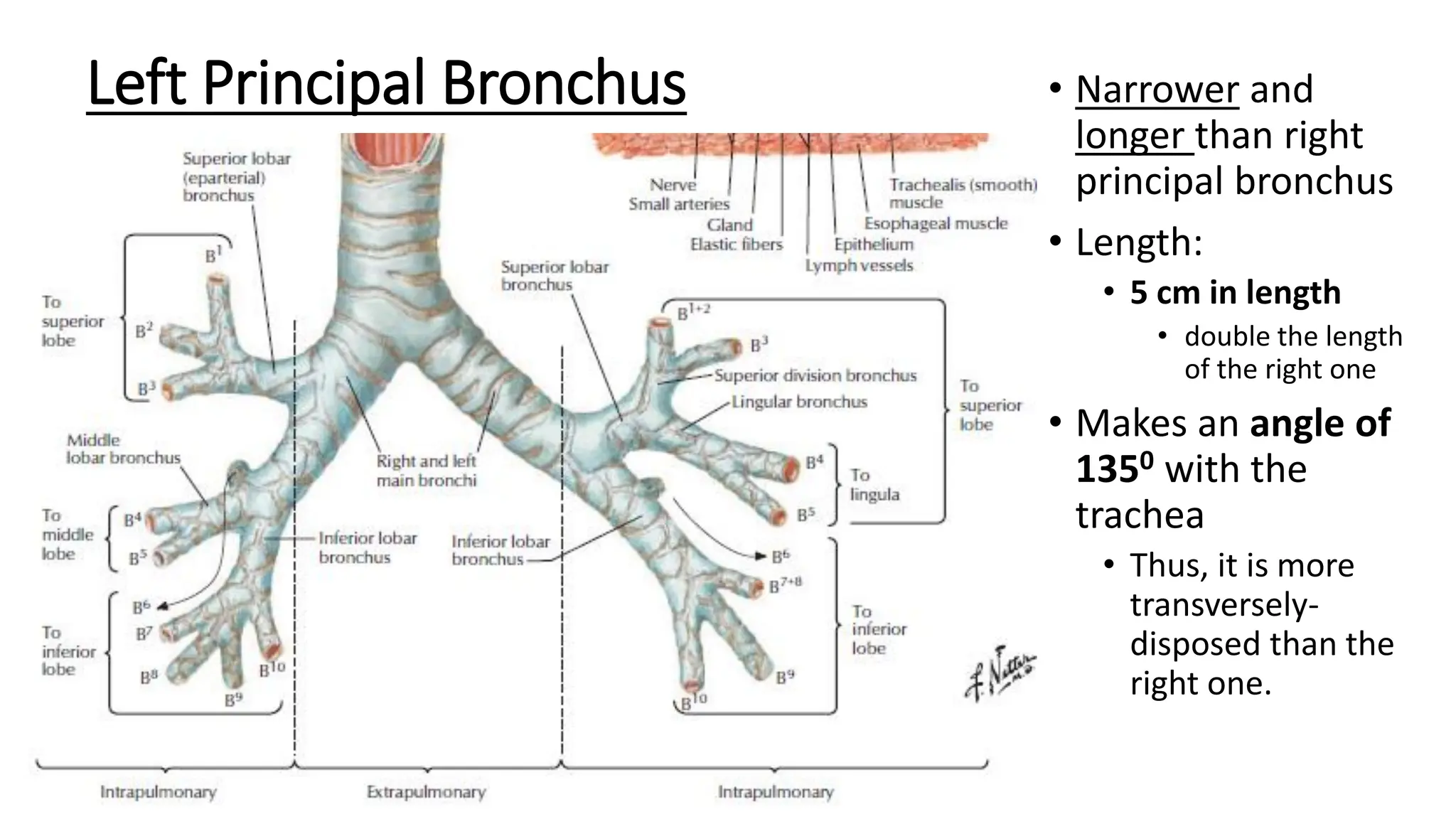 respiraaaaatory5b_Trachea and Bronchi.pdf