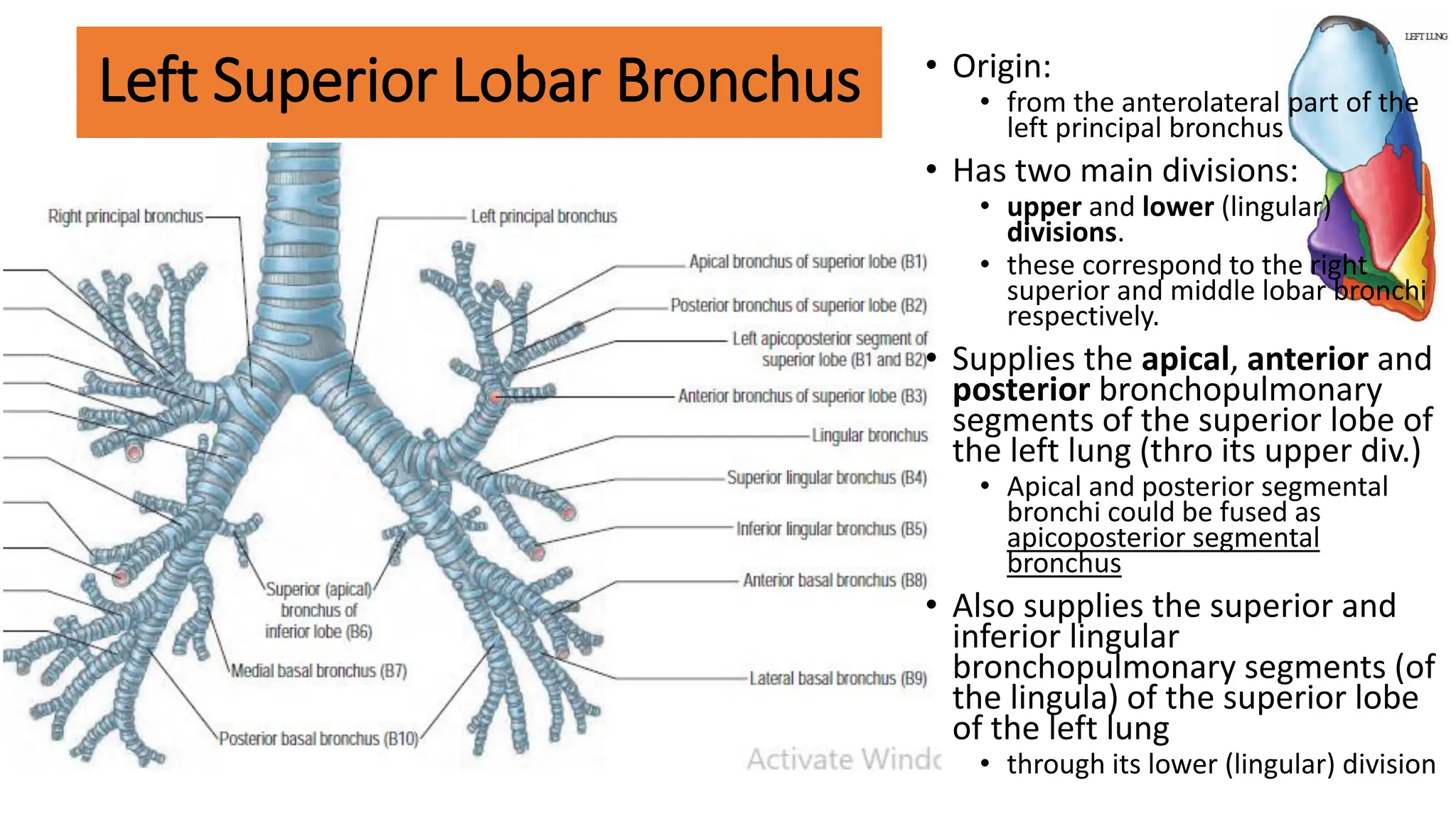 respiraaaaatory5b_Trachea and Bronchi.pdf