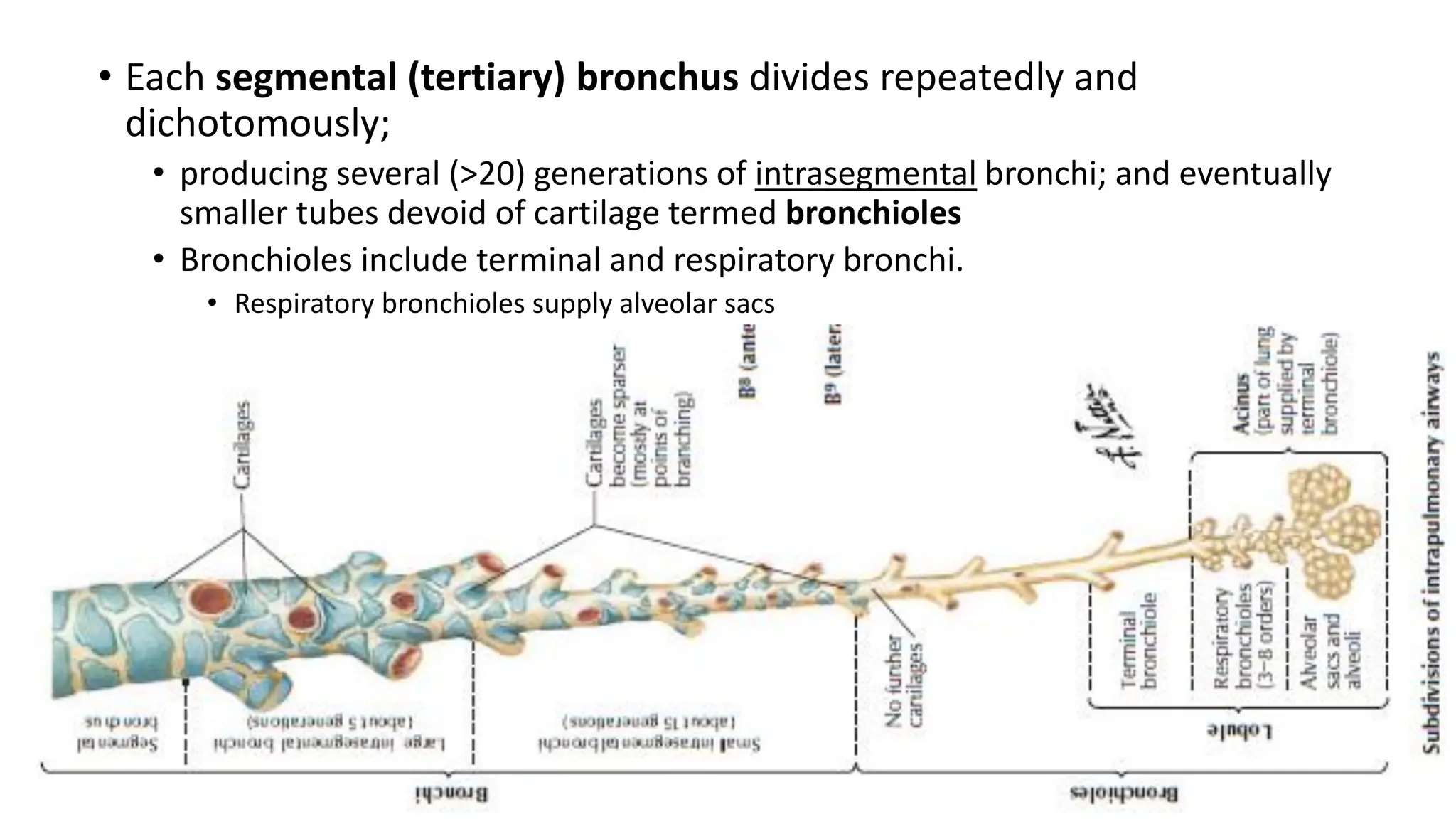 respiraaaaatory5b_Trachea and Bronchi.pdf
