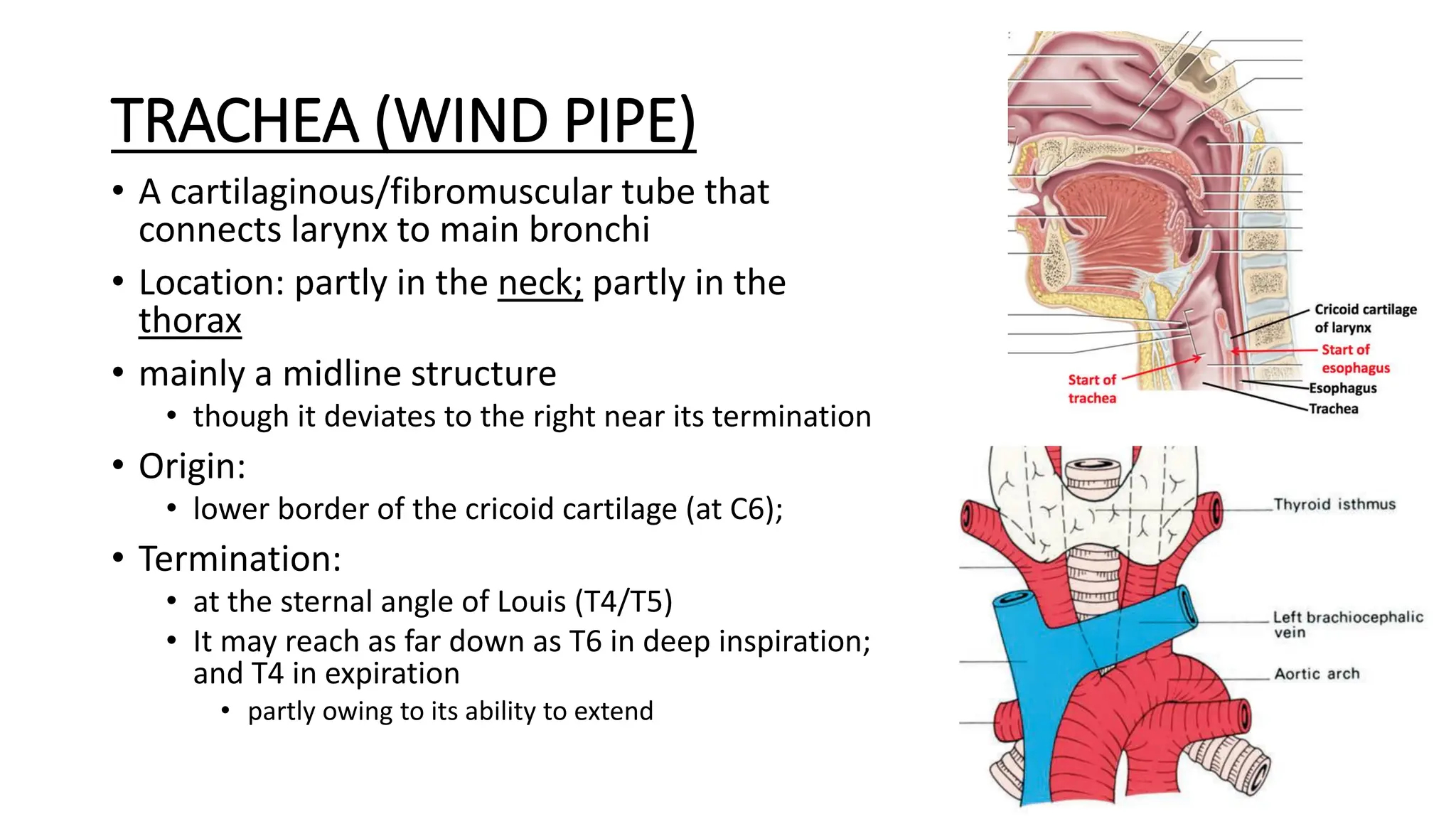 respiraaaaatory5b_Trachea and Bronchi.pdf