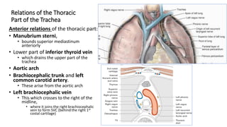 respiraaaaatory5b_Trachea and Bronchi.pdf