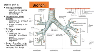 respiraaaaatory5b_Trachea and Bronchi.pdf