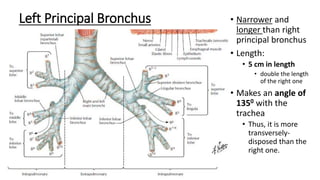 respiraaaaatory5b_Trachea and Bronchi.pdf