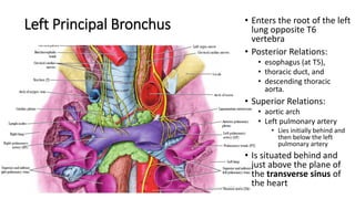respiraaaaatory5b_Trachea and Bronchi.pdf