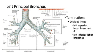 respiraaaaatory5b_Trachea and Bronchi.pdf