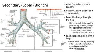 respiraaaaatory5b_Trachea and Bronchi.pdf