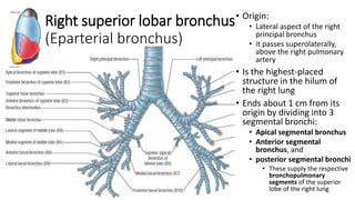 respiraaaaatory5b_Trachea and Bronchi.pdf