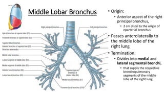 respiraaaaatory5b_Trachea and Bronchi.pdf