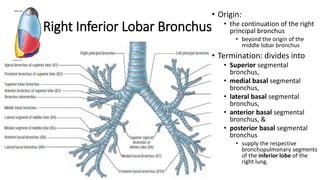 respiraaaaatory5b_Trachea and Bronchi.pdf