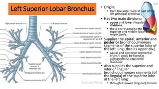 respiraaaaatory5b_Trachea and Bronchi.pdf