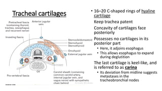 respiraaaaatory5b_Trachea and Bronchi.pdf