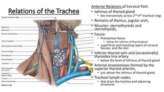 respiraaaaatory5b_Trachea and Bronchi.pdf