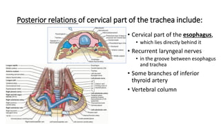 respiraaaaatory5b_Trachea and Bronchi.pdf