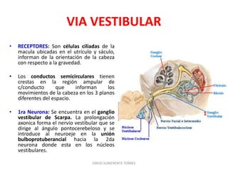 Sistema Nervioso Central: Vías Sensoriales | PPTX