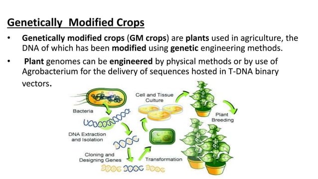 Detection of Genetically modified plants and Organic Seed production ...