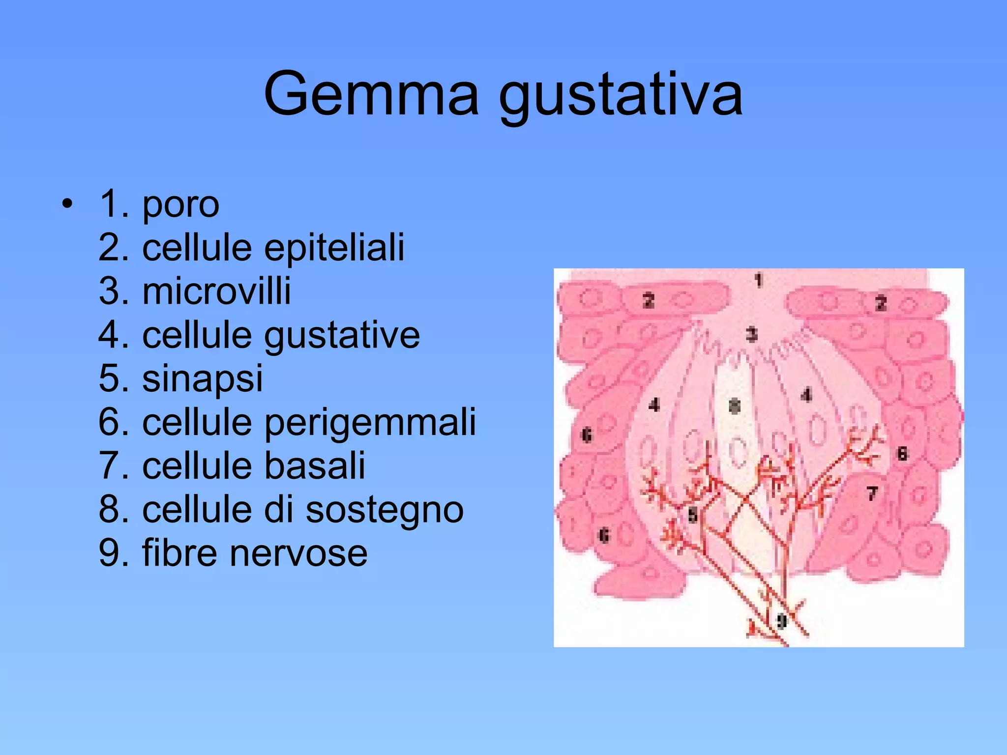 5 C 2007 Maggio Organi Di Senso | PPT