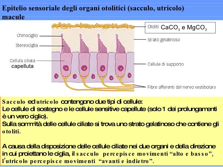 5 C 2007 Maggio Organi Di Senso