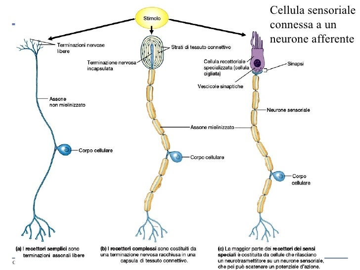 5 C 2009 Organi Di Senso Cap24