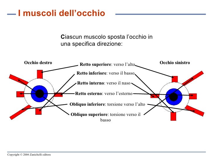 5 C 2009 Organi Di Senso Cap24