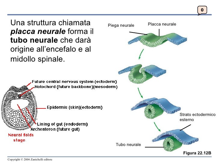 5 C 2009 Riproduttore Cap22