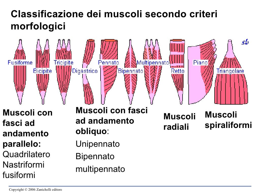 5 C 2009 Sistemi Scheletrico E Muscolare Cap25