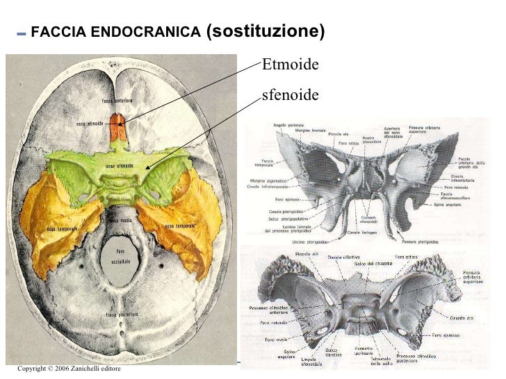 5 C 2009 Sistemi Scheletrico E Muscolare Cap25