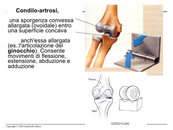 5 C 2009 Sistemi Scheletrico E Muscolare Cap25